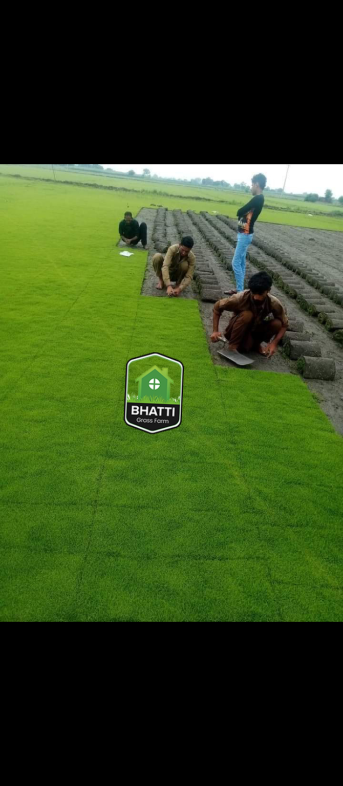 Carpet Grass – Pak Plants