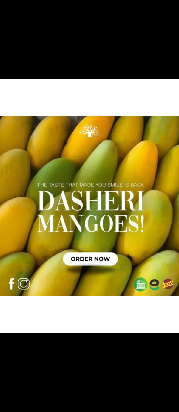 Dasheri mango – Pak Plants