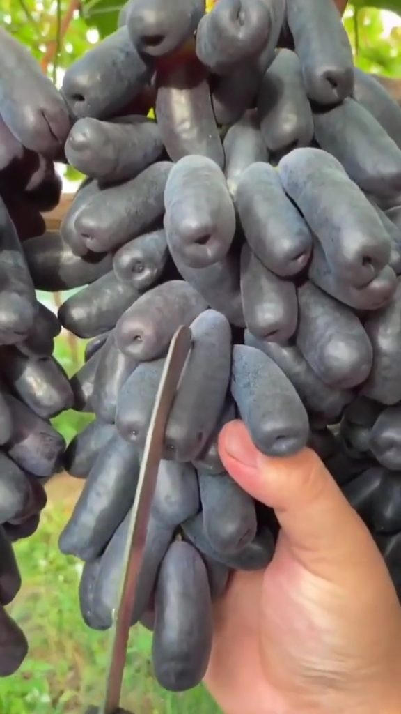 Moon drop grapes American varieties 100% original in Pakistan