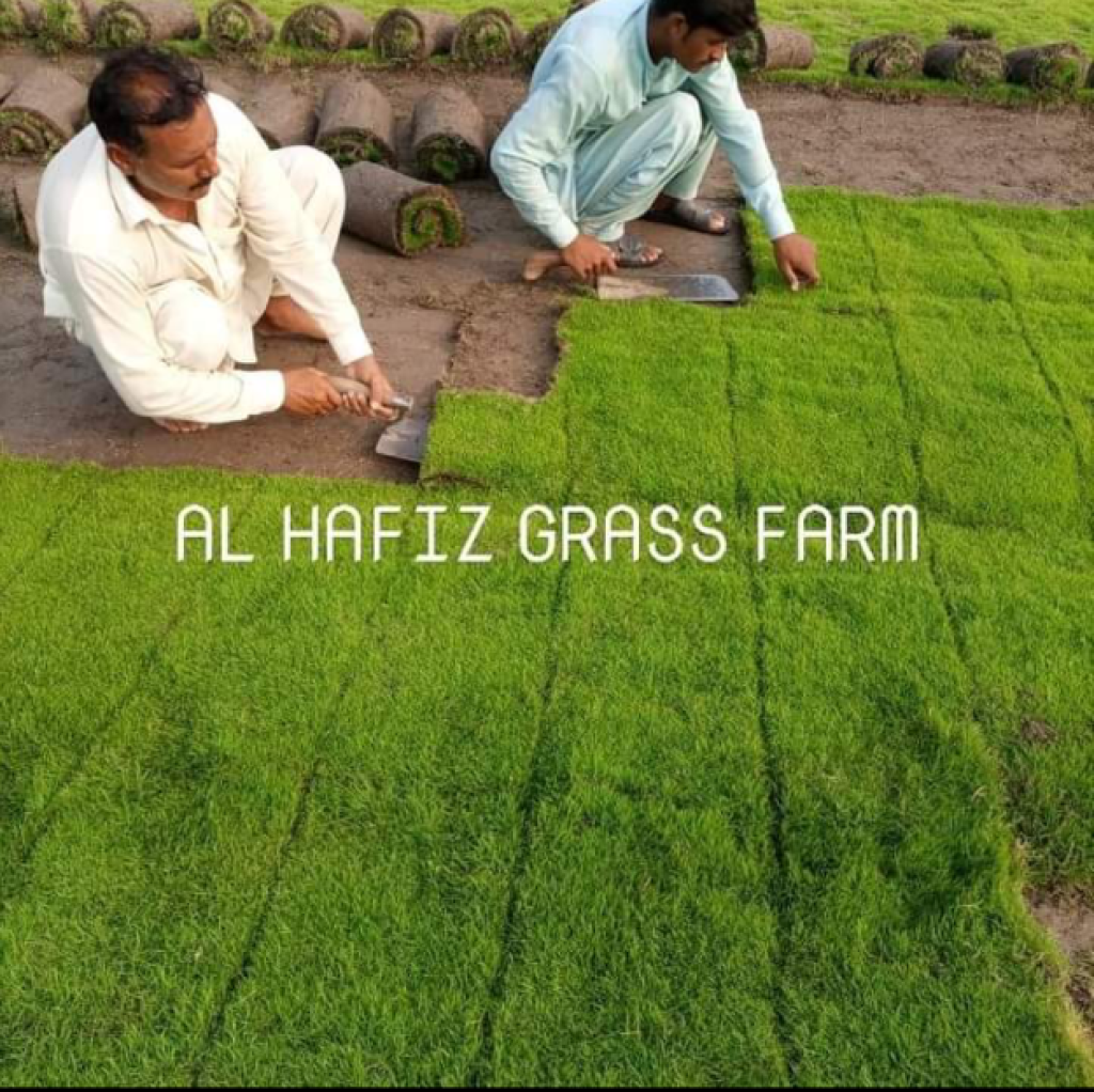 Korean Carpet Grass – Pak Plants