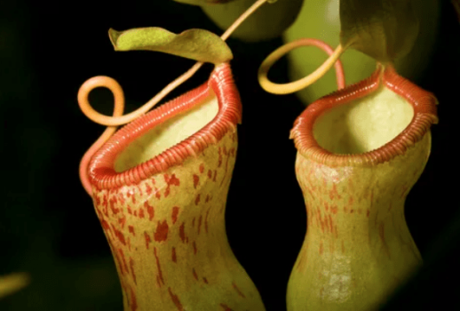 Pitcher Plant – Pak Plants