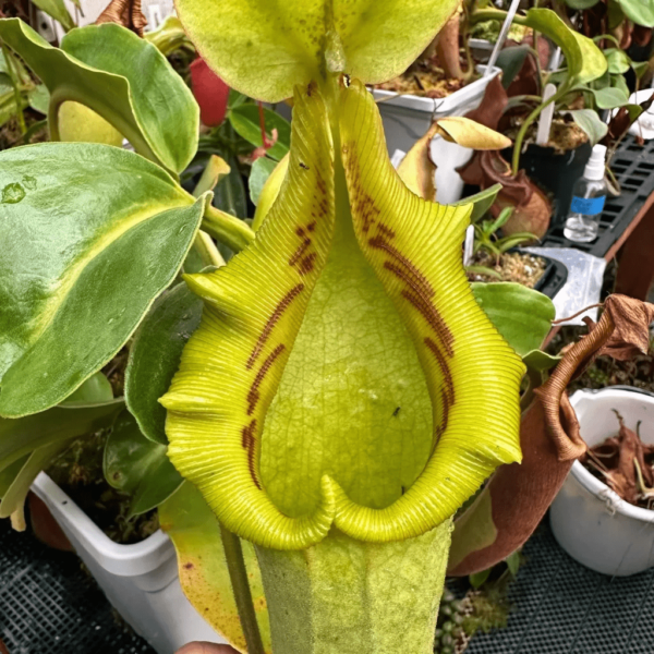 Pitcher Plant – Pak Plants