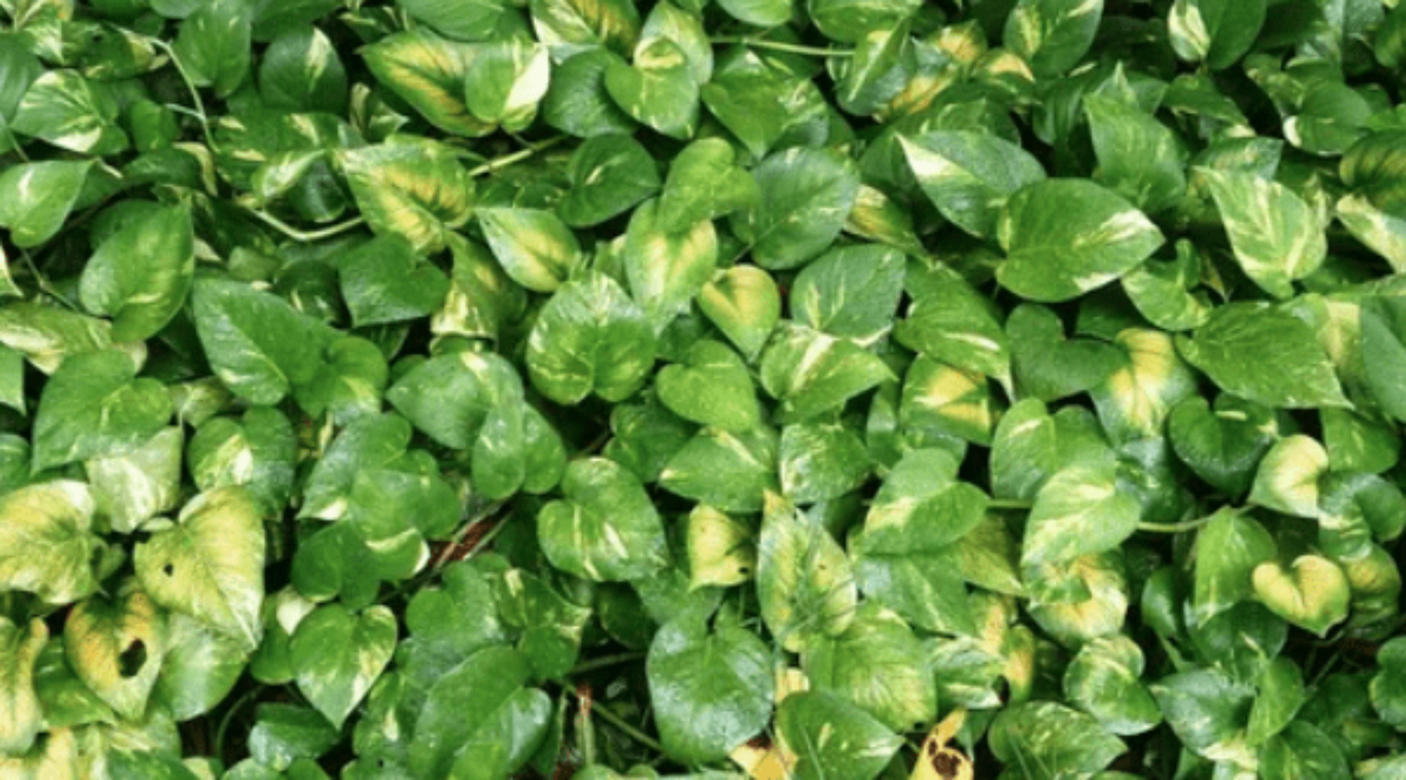 Money Plant – Pak Plants