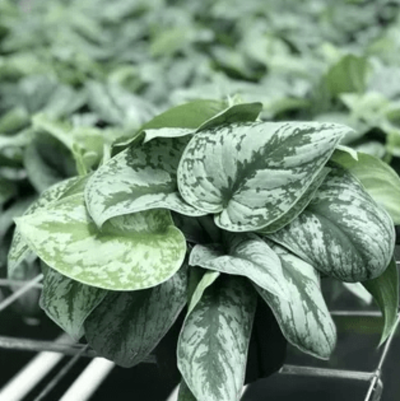 Money Plant – Pak Plants