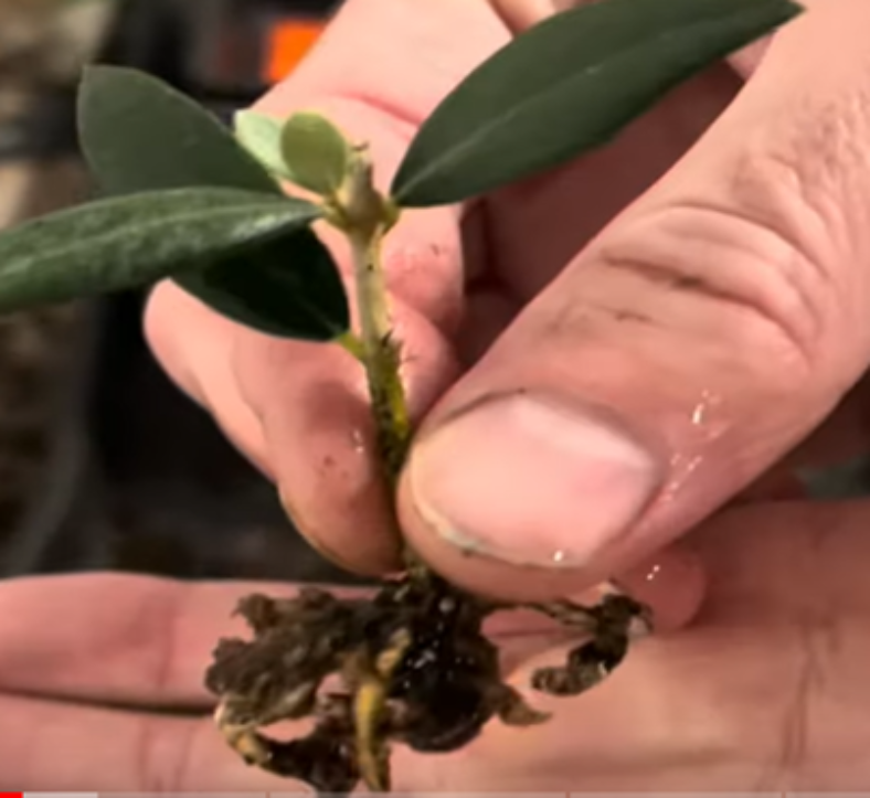 Everything you need to know about Olive Trees | Pak Plants