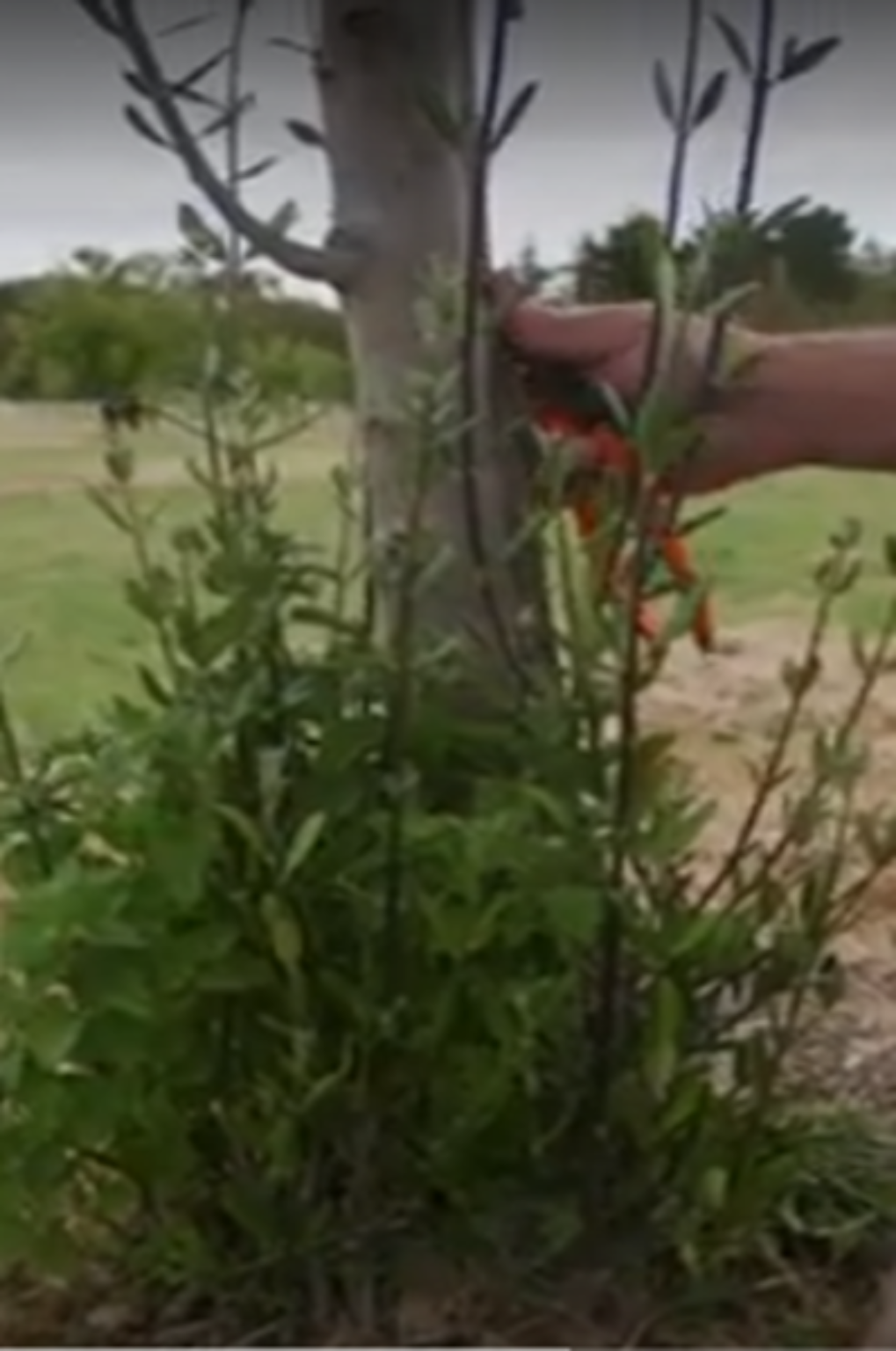 Everything you need to know about Olive Trees | Pak Plants