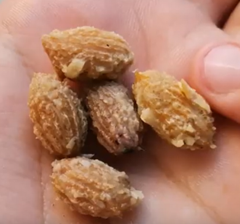 Everything you need to know about Olive Trees | Pak Plants