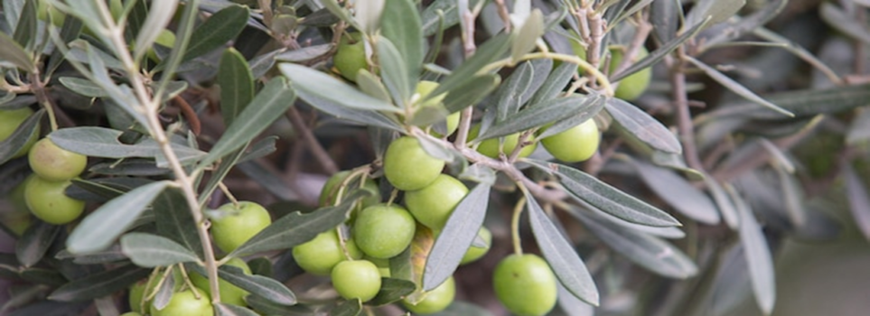 Everything you need to know about Olive Trees | Pak Plants
