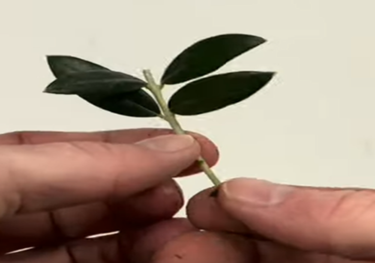 Everything you need to know about Olive Trees | Pak Plants