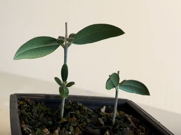 Everything you need to know about Olive Trees | Pak Plants